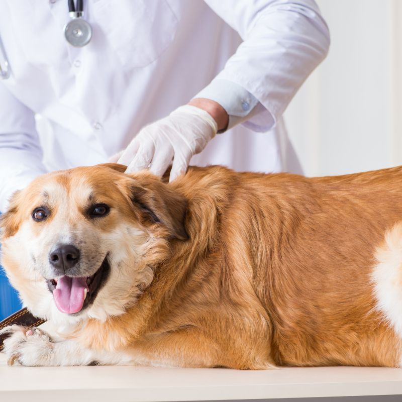 Managing, and Alleviating Reactions From Your Canine - Bakersfield Strays