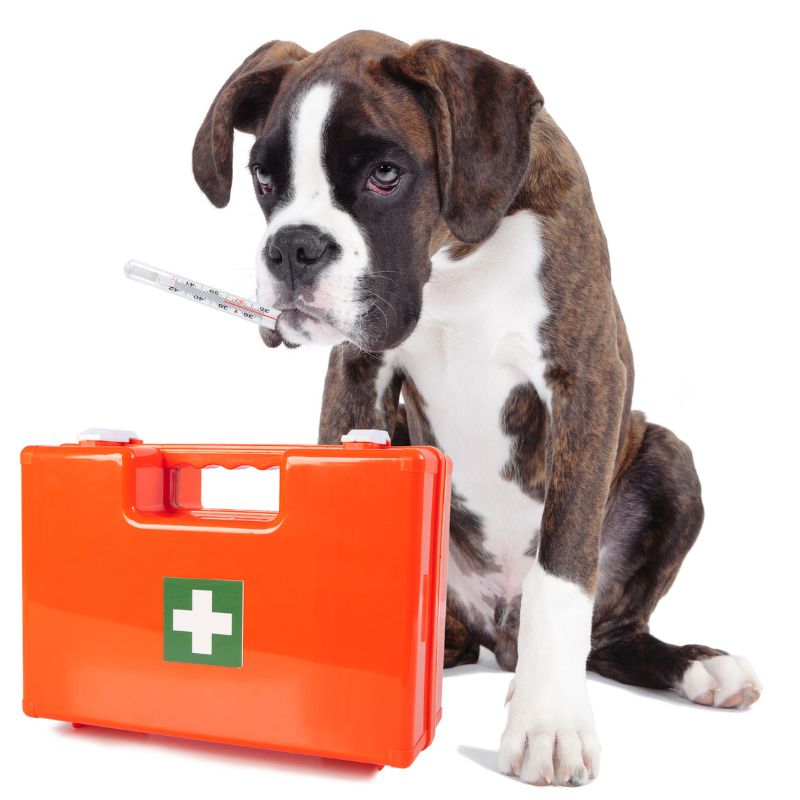 Canine First Aid Essentials - Bakersfield Strays